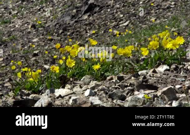 Mayflower wild flowers close Stock Videos & Footage - HD and 4K Video ...