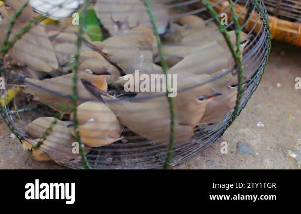 Myanmar fauna Stock Videos & Footage - HD and 4K Video Clips - Alamy