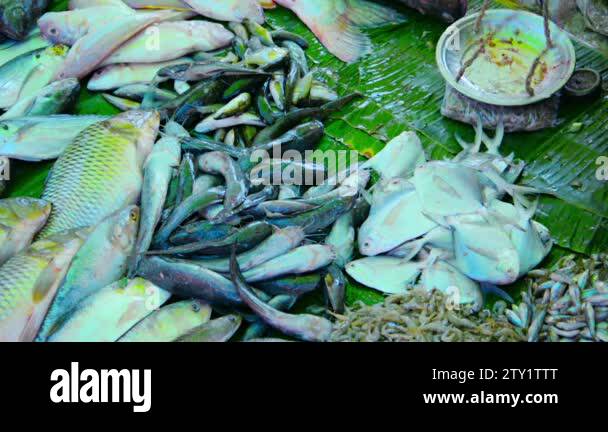 Freshwater fish sold traditional Stock Videos & Footage - HD and 4K ...