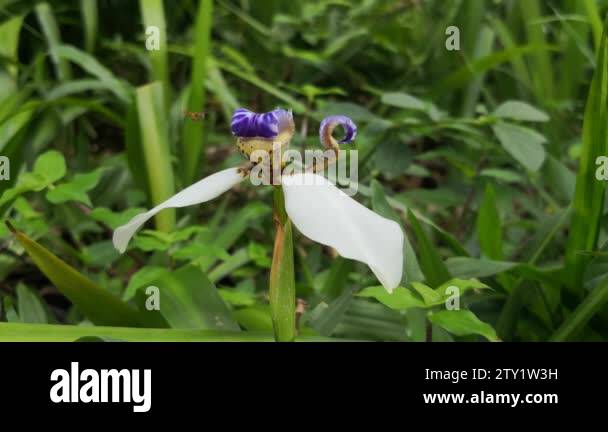 Iris pollination Stock Videos & Footage - HD and 4K Video Clips - Alamy