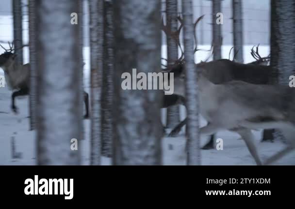 One large deer leading his herd and running fast in a spruce forest in ...