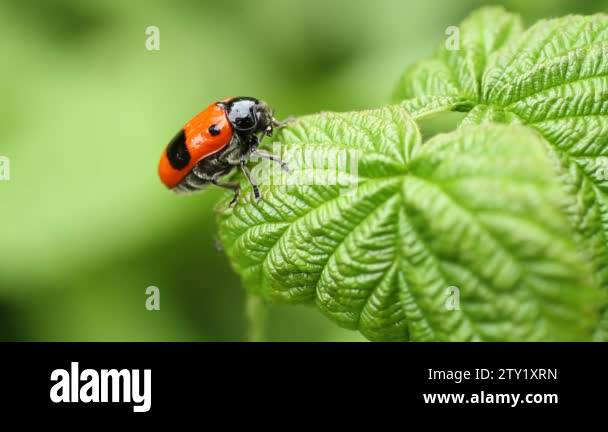 Polyphaga not ladybug Stock Videos & Footage - HD and 4K Video Clips ...
