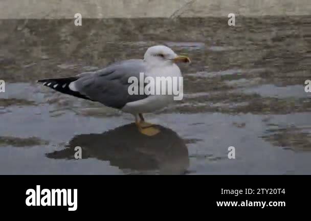 Big beautiful seagull stands in transparent water under sea breeze ...