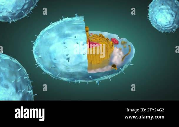 Scientific 3d illustration of the internal structure of a false colored ...