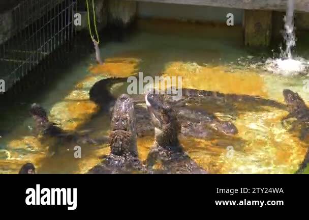 Tourists feed young alligators fish tied to a rope. Alligators rush to prey. Hungry alligators ...