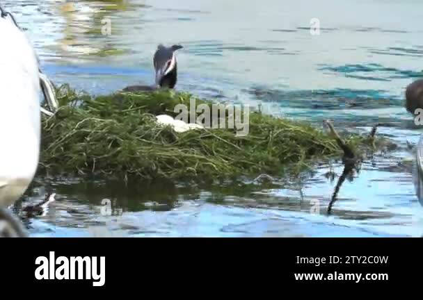 Crested grebe duck podiceps Stock Videos & Footage - HD and 4K Video ...