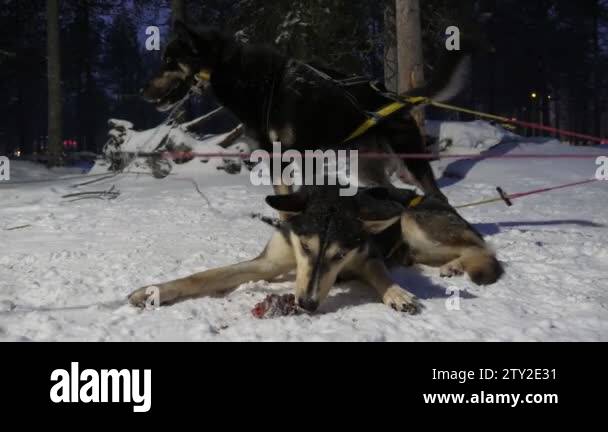 Two nice dogs tied to a rope and a sleigh eating frozen meat in Finland ...