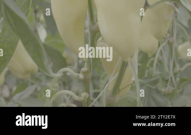 Pepper plant many white peppers Stock Videos & Footage - HD and 4K ...