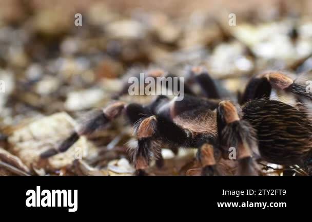 Brachypelma Stock Videos & Footage - HD and 4K Video Clips - Alamy