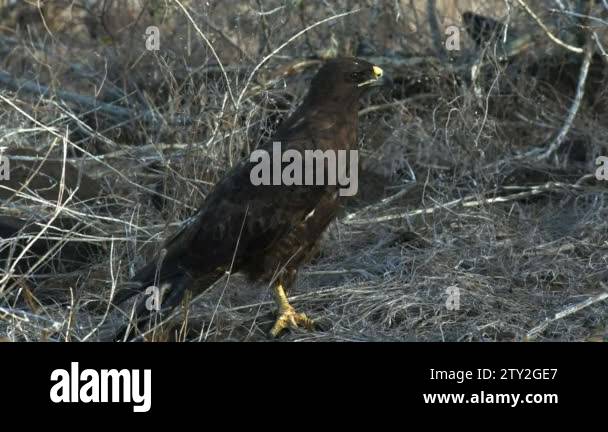 Galápagos hawk buteo galapagoensis Stock Videos & Footage - HD and 4K ...