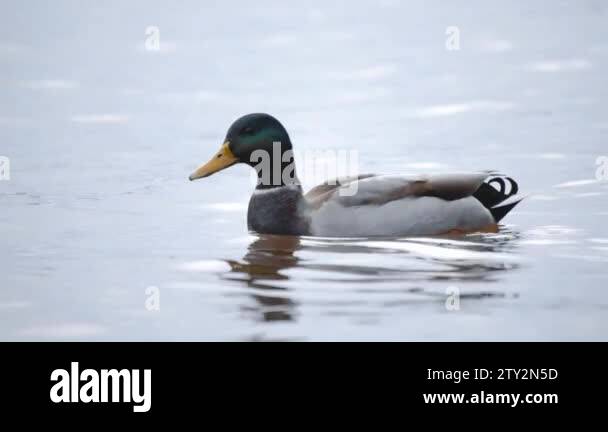 Feeding birds. A duck eats seeds in a forest in a lake or in a river ...