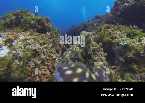 Octopus Attack Close Up. Angry Octopuses Attacking. Colourful Dangerous ...