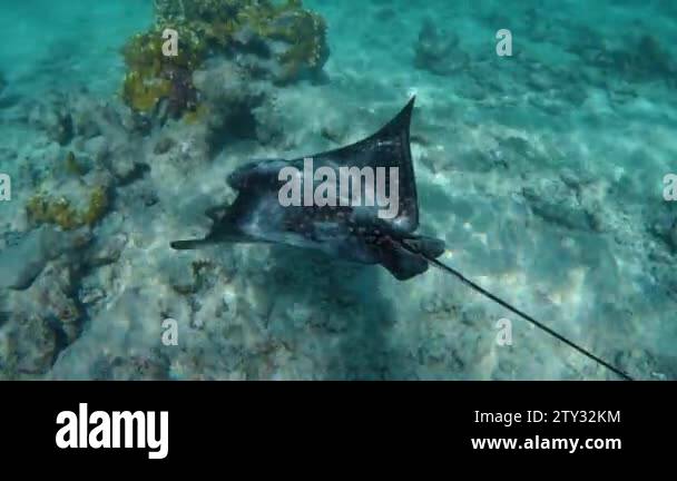 White skate fish Stock Videos & Footage - HD and 4K Video Clips - Alamy