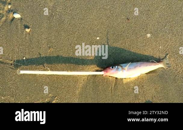 The fish is dead and has a plastic tube in the mouth, The concept of ...