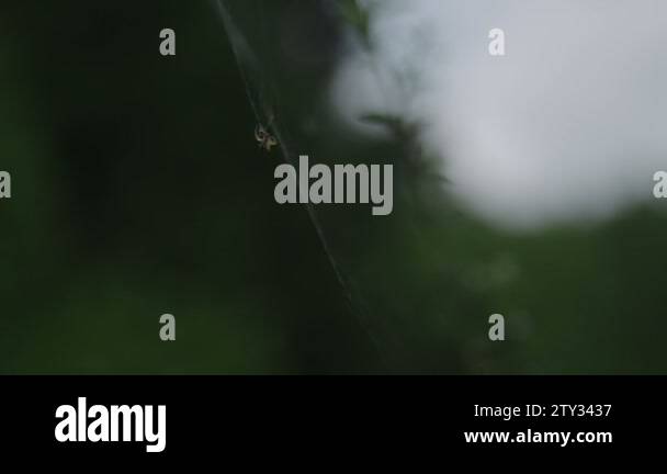 Spider eating ant Stock Videos & Footage - HD and 4K Video Clips - Alamy
