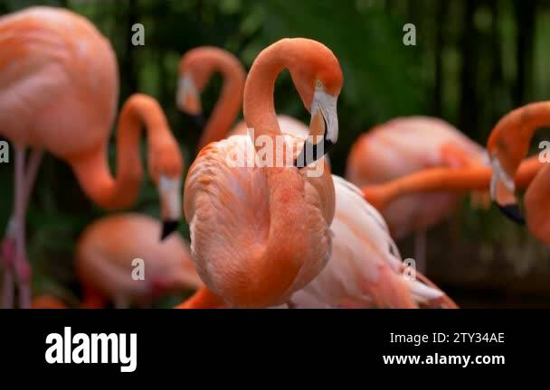 Pink flamingo staring with interest, standing among other flamingos ...