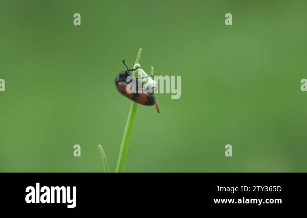 Mylabris Quadripunctata, red Beetle with black stripes on chitinous ...