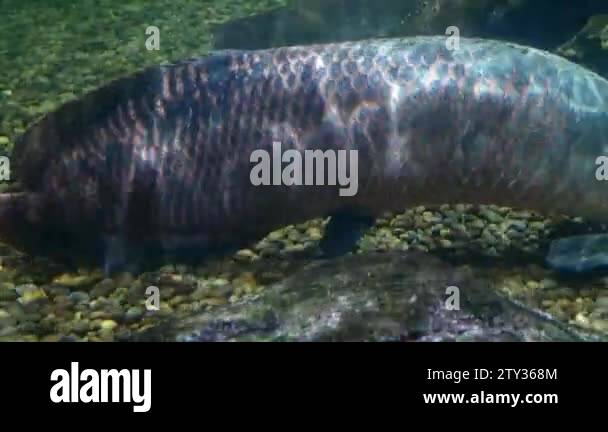 Arapaima gigas in fish ponds, It's a one of the largest fresh-water ...