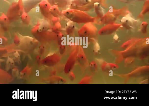 The goldfish golden carassius auratus in aquarium oxygenated water and ...