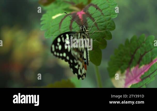 Insect insects asia butterfly Stock Videos & Footage - HD and 4K Video ...