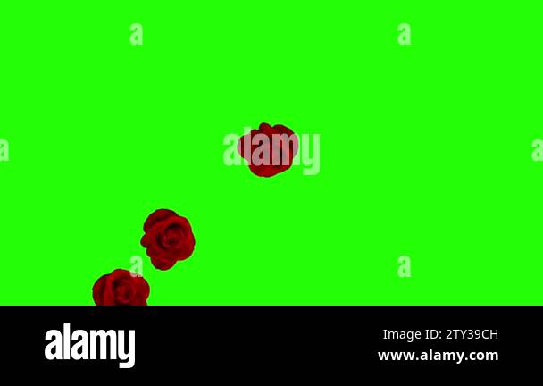 Group of red roses spinning and moving on green screen transition Stock ...