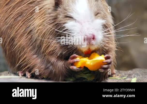 Animal eating fruit Stock Videos & Footage - HD and 4K Video Clips - Alamy