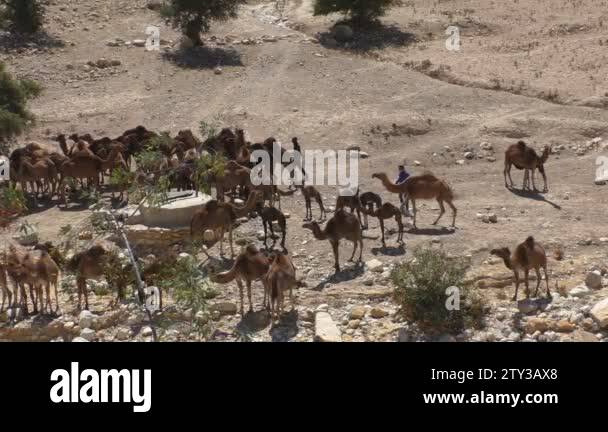 Arabic shepherds with large herd of dromedary camels with calves by the ...