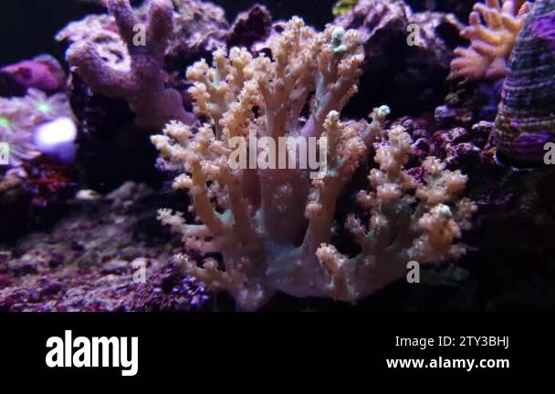 Tree soft coral Stock Videos & Footage - HD and 4K Video Clips - Alamy