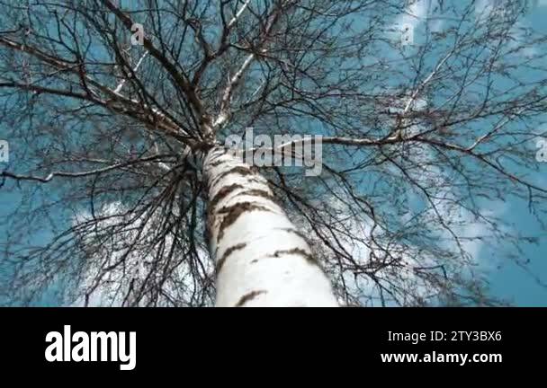 Birch tree large crown Stock Videos & Footage - HD and 4K Video Clips ...