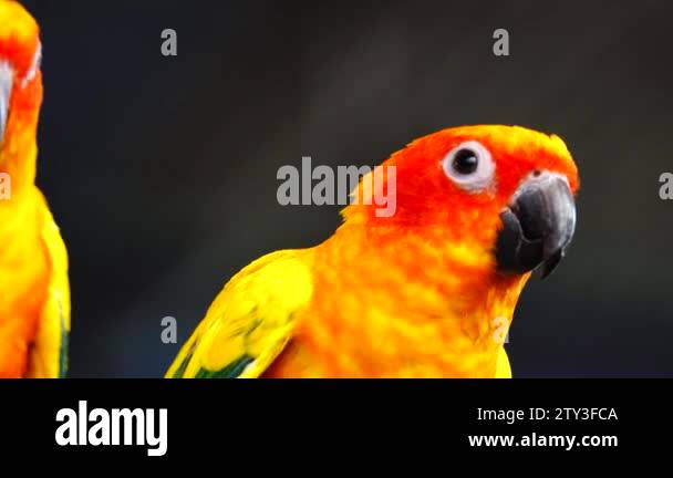 Red yellow parakeet Stock Videos & Footage - HD and 4K Video Clips - Alamy