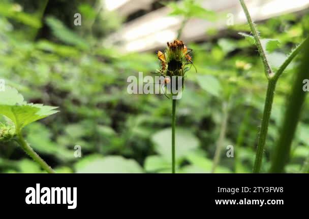 Trio of small nymphs or juvenile insects of Oncopeltus fasciatus. Also ...