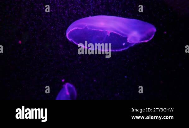 Aurelia aurita, also called common jellyfish, moon jellyfish, moon ...