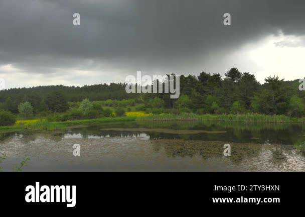 Small lake in the rain. It's raining in the lake covered with dry ...