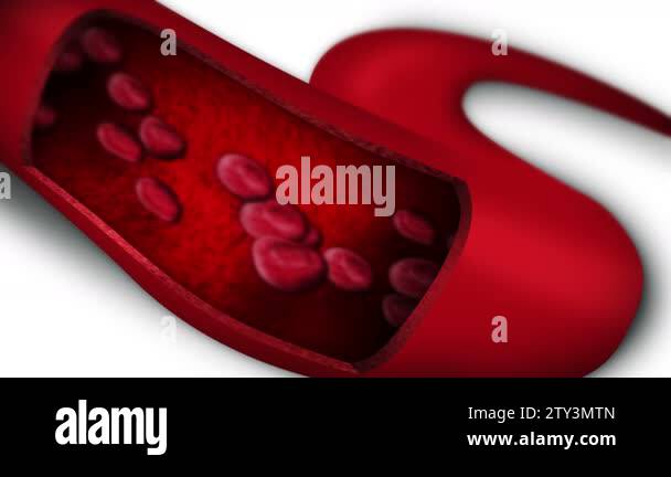 Human circulatory system. 3D loop animation of human blood vessel with ...