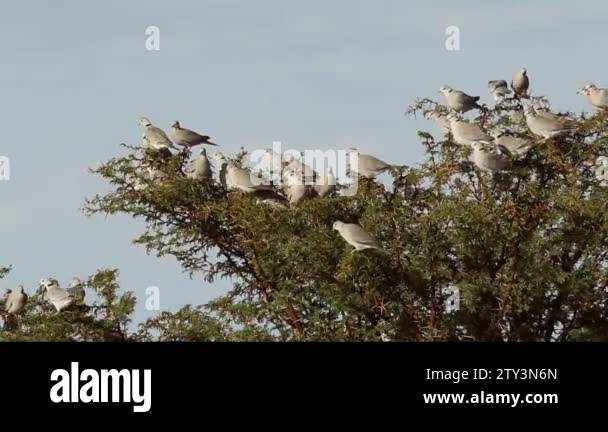 Cape turtle dove sitting Stock Videos & Footage - HD and 4K Video Clips ...