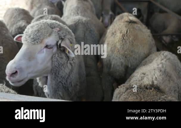 Curious ewe turning her head right and left looking at her neighbors in ...