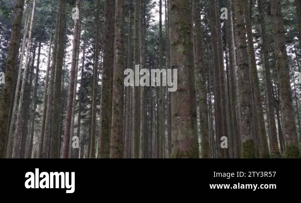 Conifer trees of europe Stock Videos & Footage - HD and 4K Video Clips ...