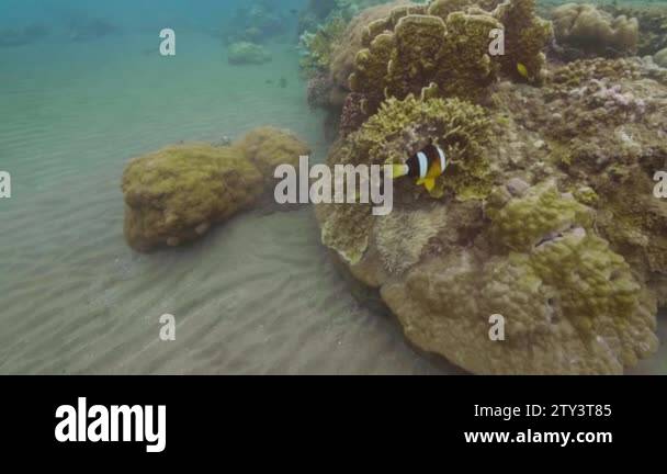 Tropical fish swimming near coral reef on sea bottom. Swimming fish in ...