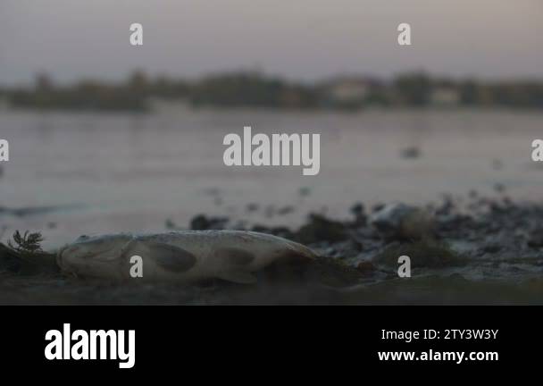 Stink dead fish lying on river bank, toxic waste harming nature, water ...