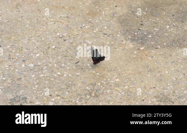 Polytes Stock Videos & Footage - HD and 4K Video Clips - Alamy