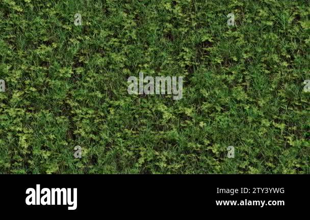 Clover seed Stock Videos & Footage - HD and 4K Video Clips - Alamy