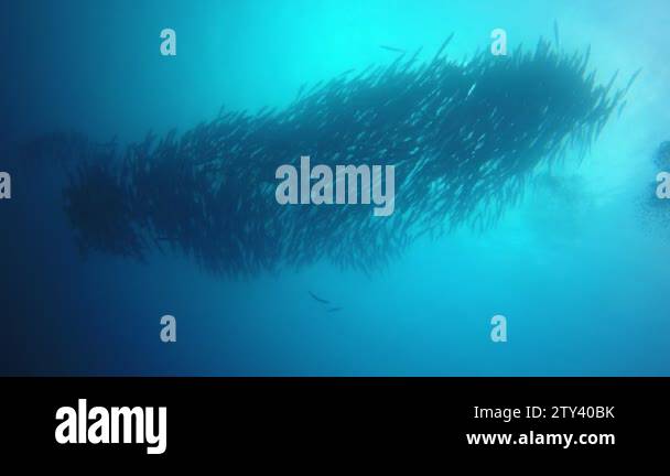 Barracuda fish underwater Stock Videos & Footage - HD and 4K Video ...