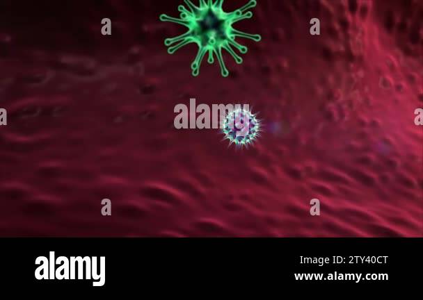Phagocyte and coronavirus, lymphocyte kills viruses, inside the human ...