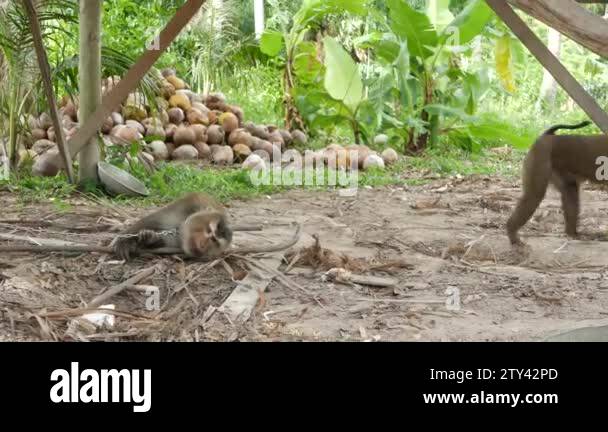 Cute monkey worker rest from coconut harvest collecting. The use of ...