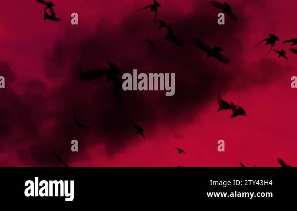A flock of black birds slowly circling against the red sky and ...