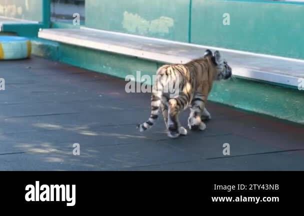 Lion cub and tiger cub playing on the court. Sochi Zoo. Wild animals in ...