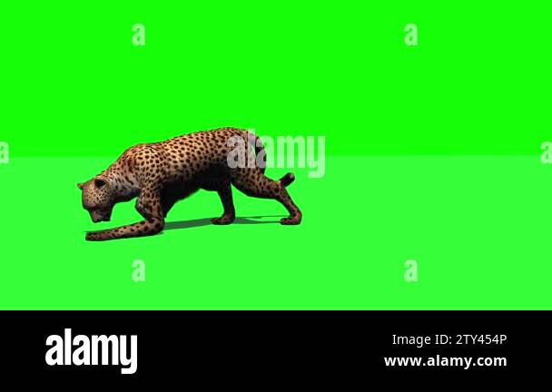 Cheetah jumps - attacks and eats 1 - green screen Stock Video Footage ...