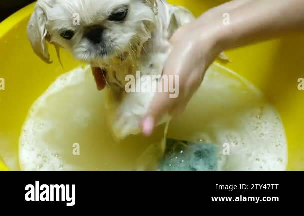 Dog bath time. Animal care. Adorable cute young puppy white Pekingese ...