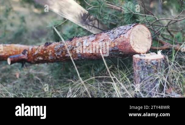 Cutting tree trunk Stock Videos & Footage - HD and 4K Video Clips - Alamy