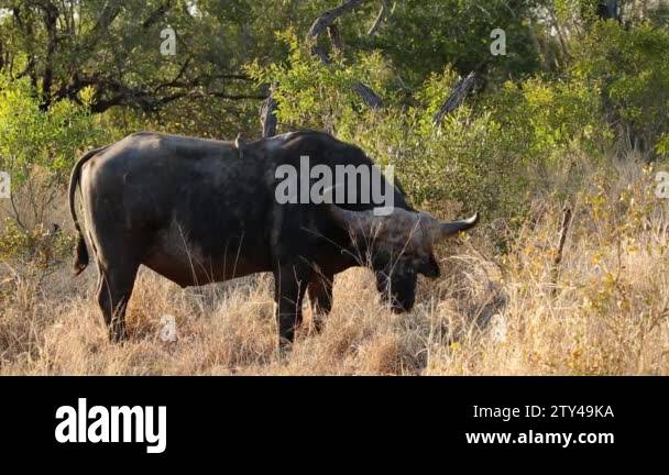 African buffalo bull Stock Videos & Footage - HD and 4K Video Clips - Alamy
